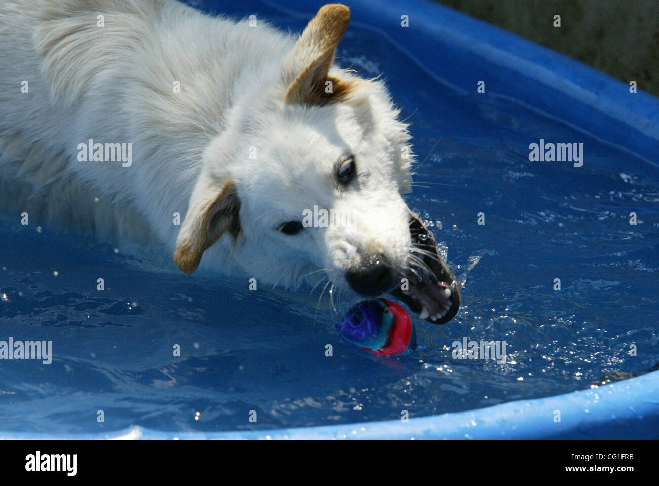 How dogs spent their day during the Sunday hot weather in Manhattan ...