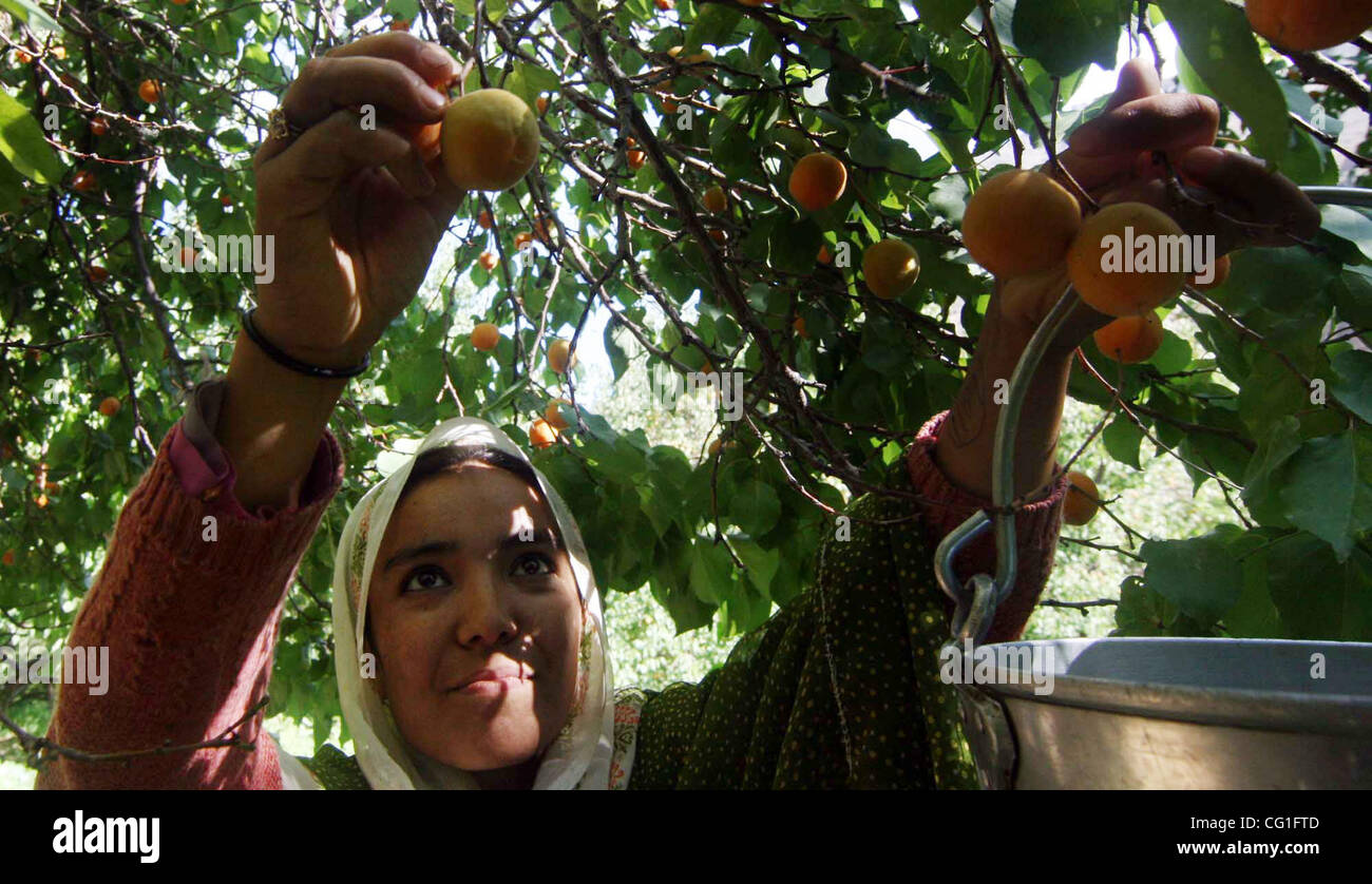 A female fetching apricots from a tree in kargil valley sitauted at a ...