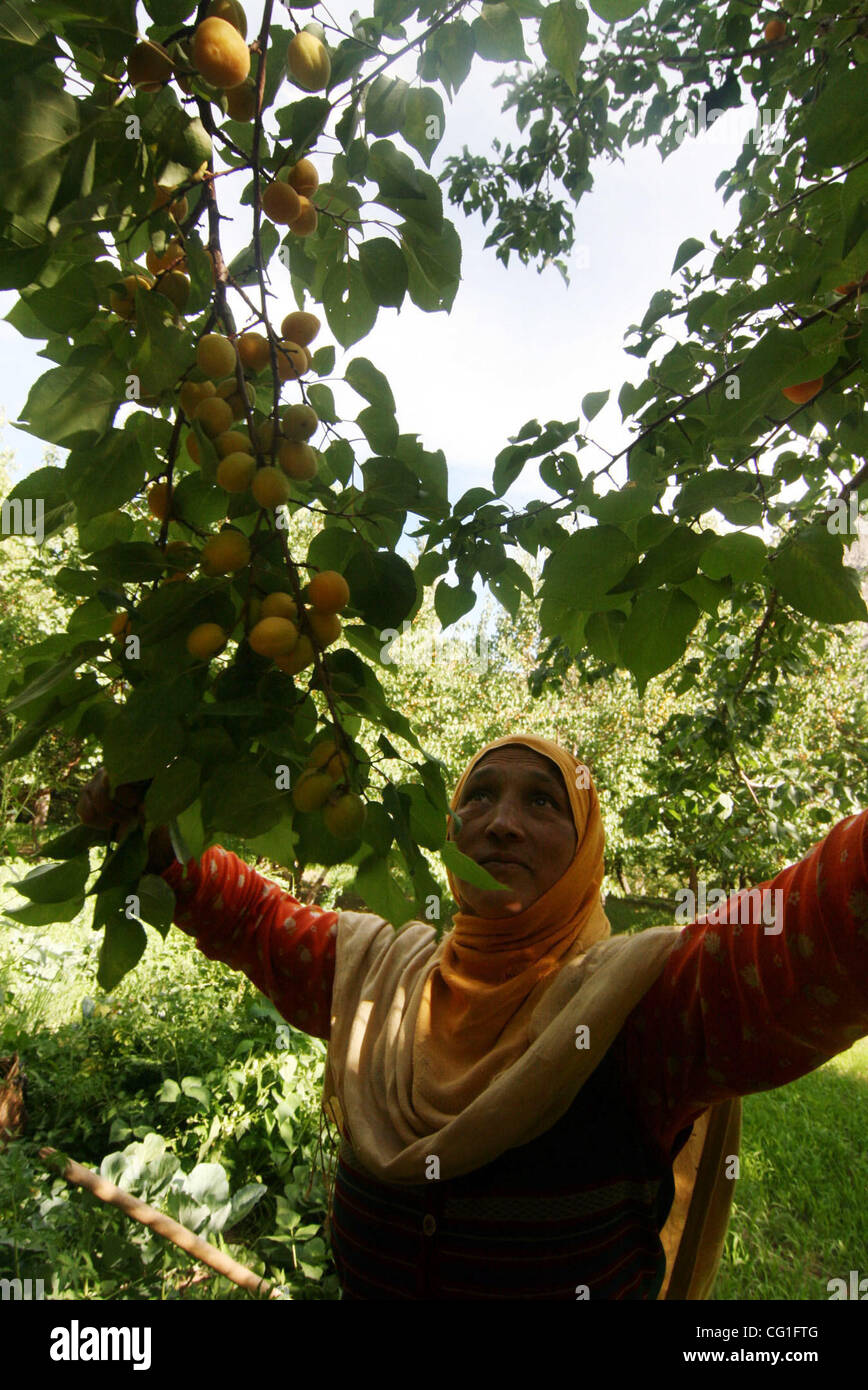 A female fetching apricots from a tree in kargil valley sitauted at a ...