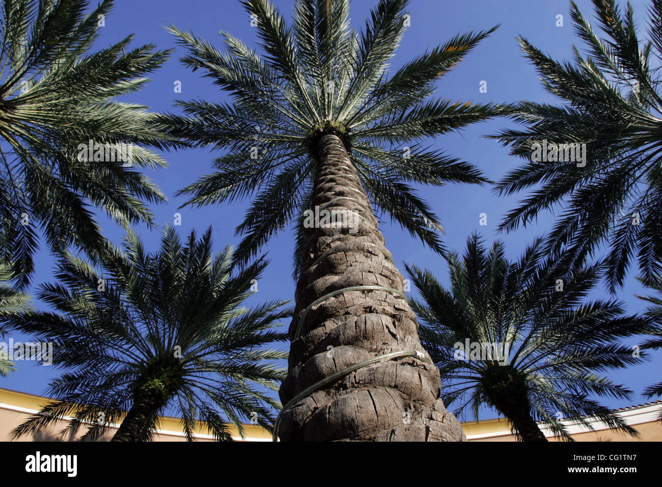 082907 biz palms staff photo by Allen Eyestone/The Palm Beach Post ...