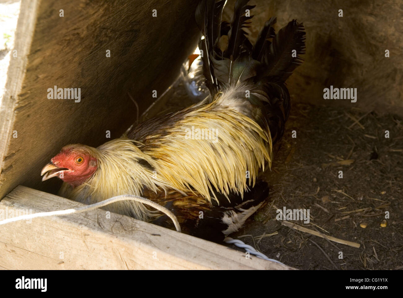 Cockfight arena hi-res stock photography and images - Alamy