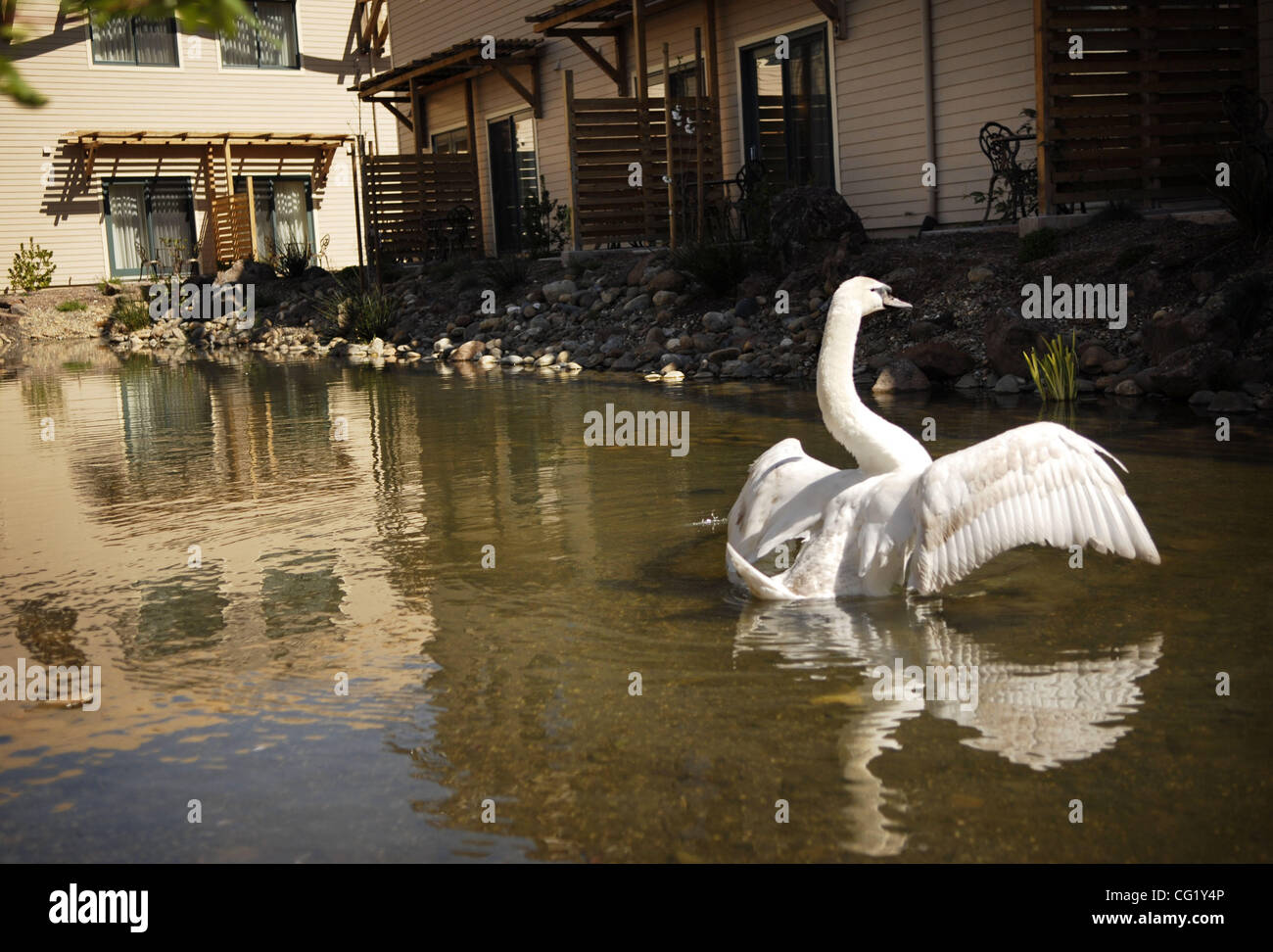 A swan stretches it's wings while floating in a lagoon at Gaia Napa ...