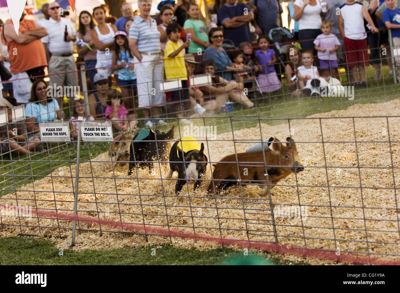 REGIONAL JUMP - Cook's Racing Pigs dash around a track to the cheering ...