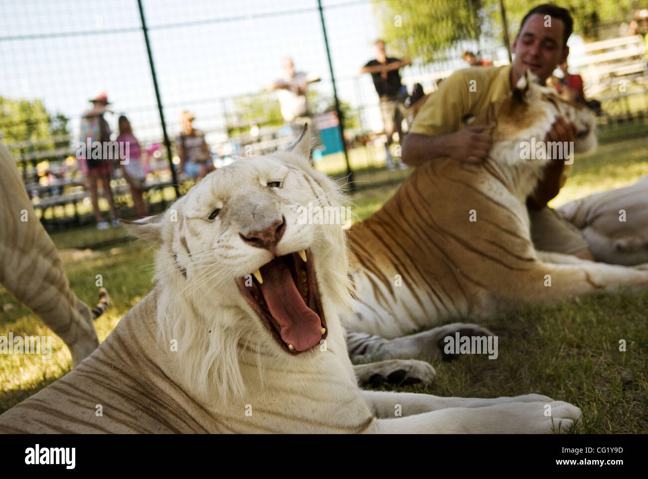 REGIONAL SECOND - Bengal tigers hang out with their trainer, Andy ...