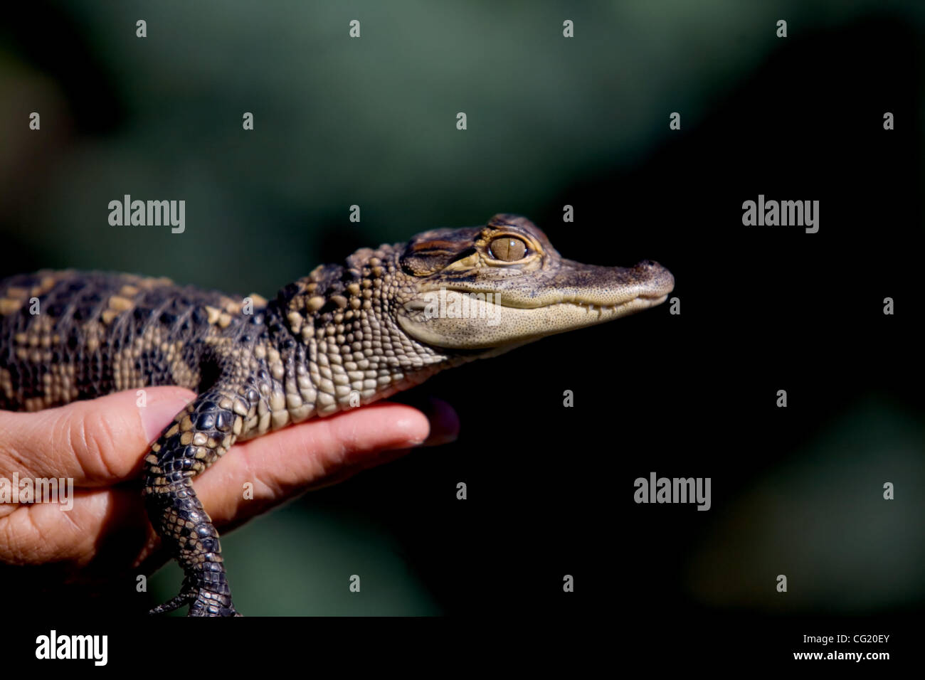 A Sea world worker holds a young American Alligator, as SeaWorld team ...