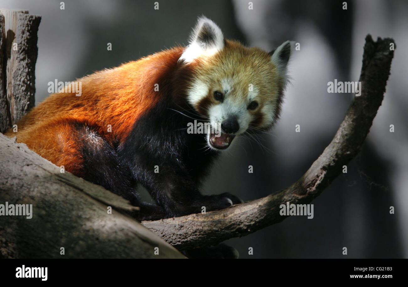 JUMP SECOND A Red Panda wakes up and looks down from a tree at the ...