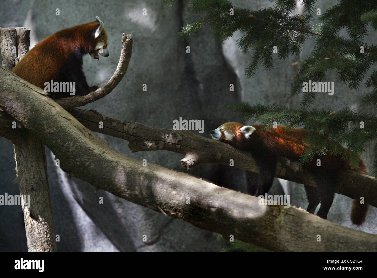 Tired panda hi-res stock photography and images - Alamy