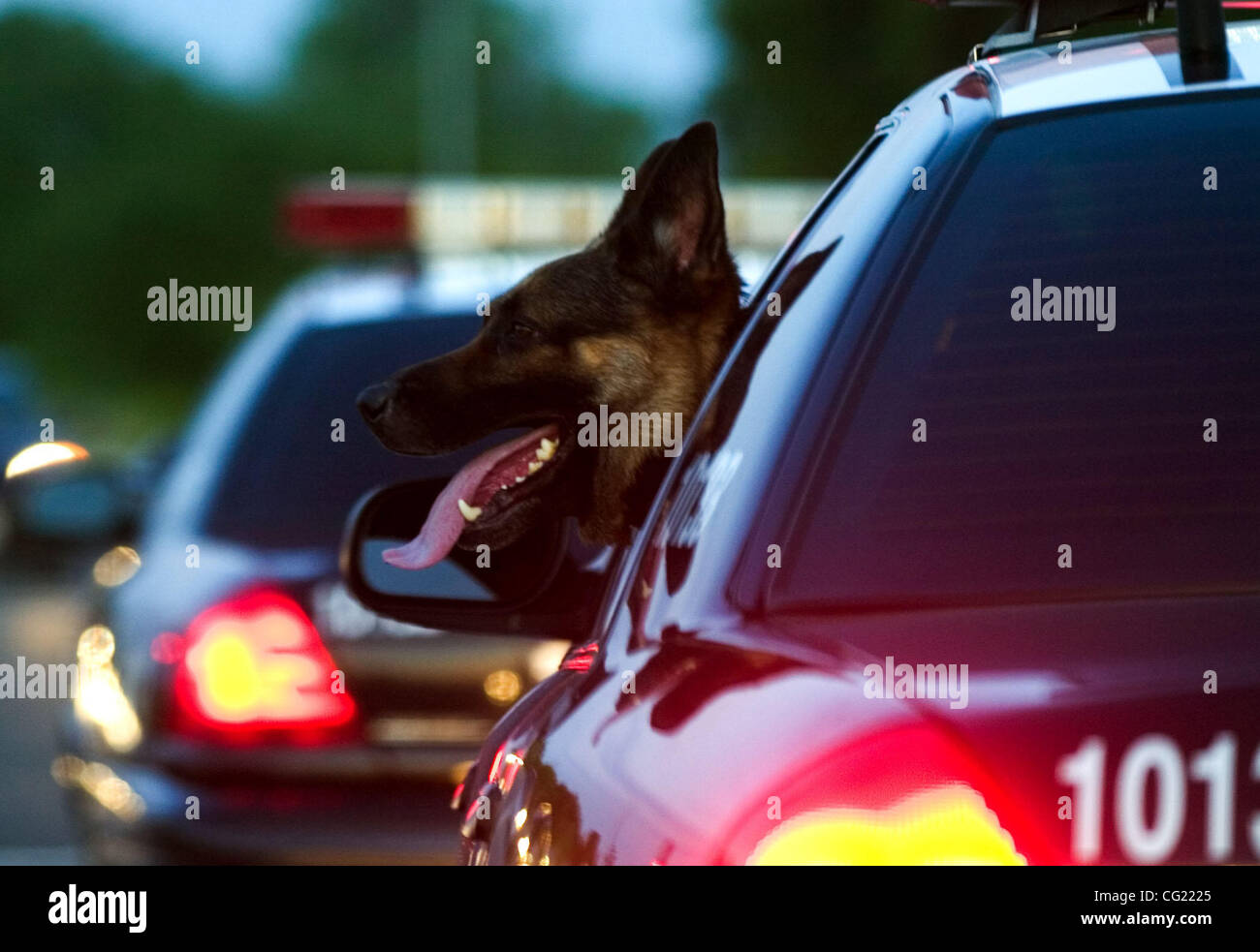 Sacramento Police K9 unit member Apolo, a five-year-old German Shepherd ...