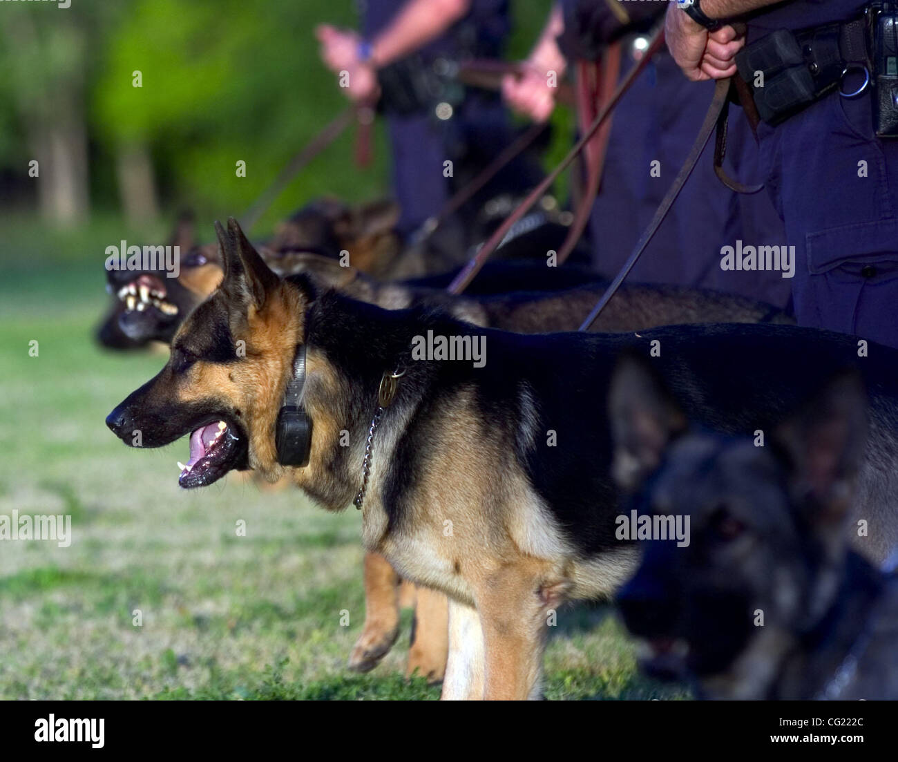 The four legged platoon of the Sacramento Police K9 unit in training ...