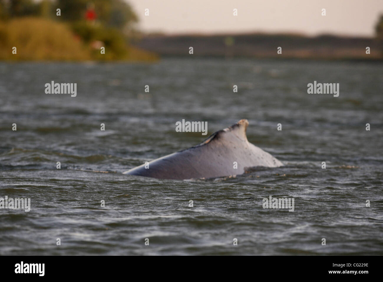A lost whale makes his way up for some air into the Sacramento Deep ...