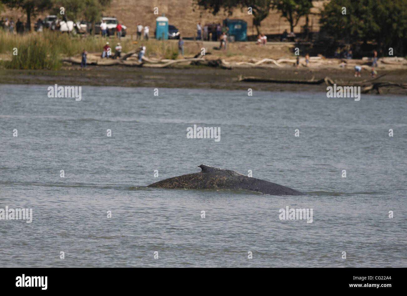 A humpback whale surfaces about a mile north of the Rio Vista Bridge in ...