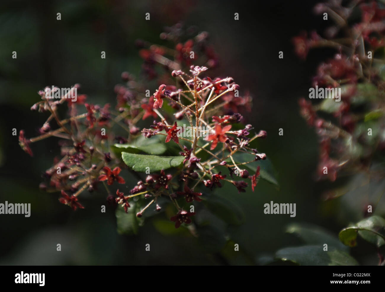 Evergreen currant grows from the California Native Plants section of ...