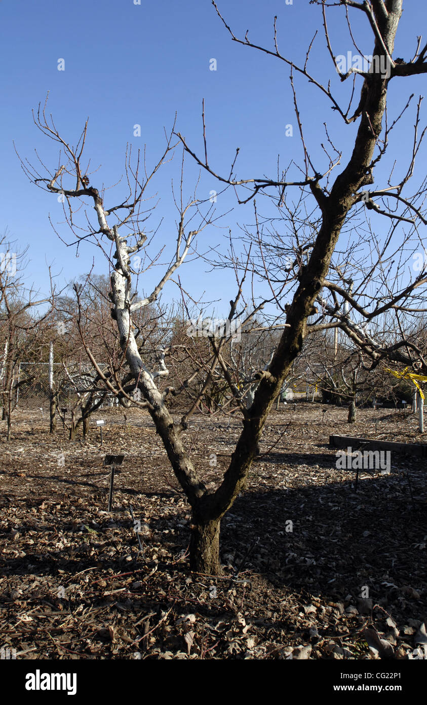 An orchard tree grows in a "V" shape at the Fair Oaks Horticulture ...