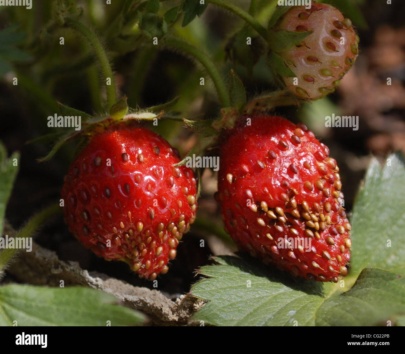 A strawberry plant produces fruit on plot at the Fremont Community ...
