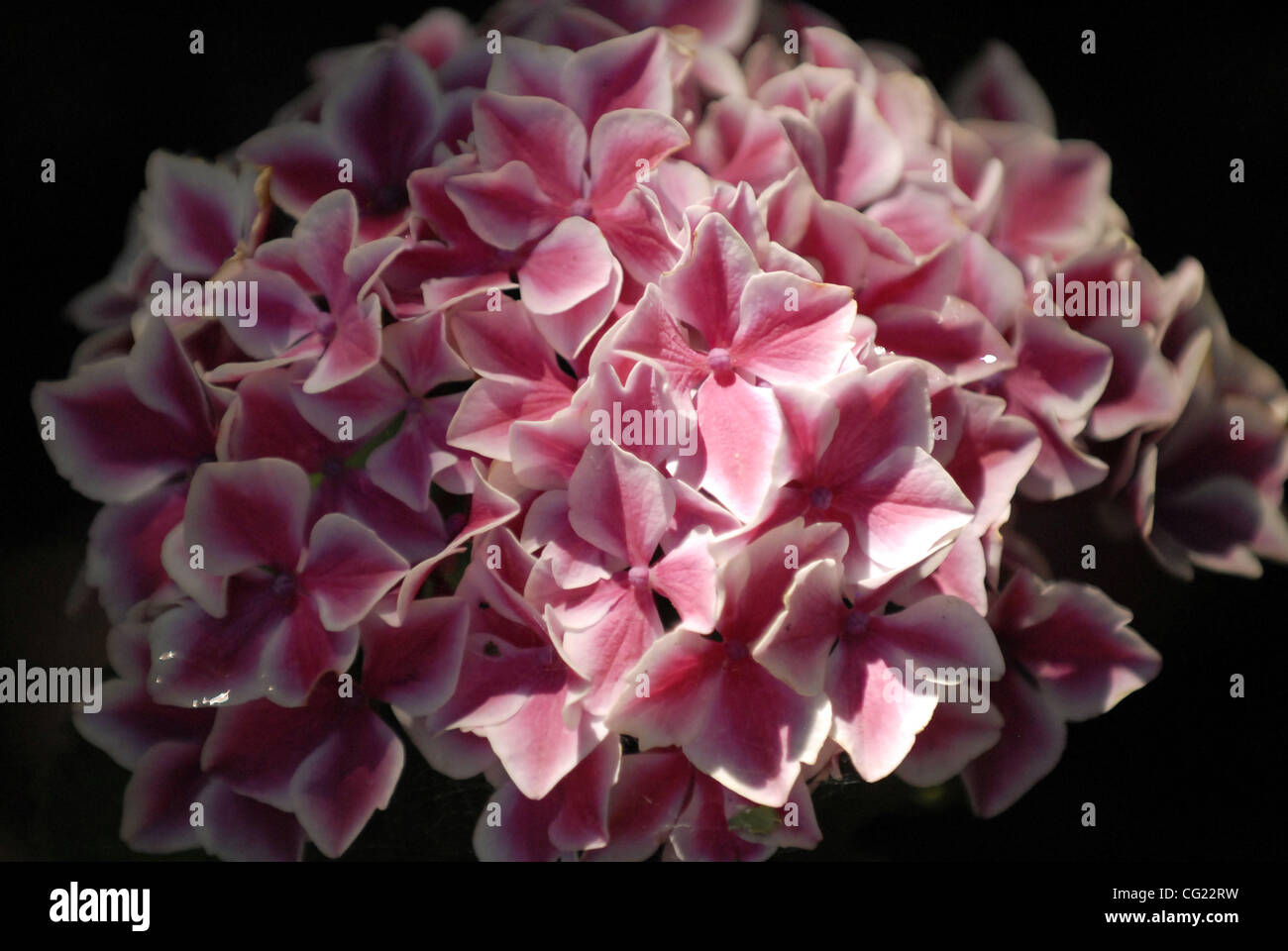 Harlequin hydrangeas are among the many varieties of hydrangeas that ...