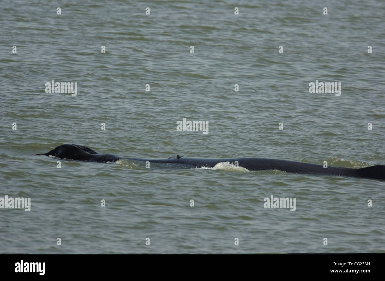 A pair of whales swim along Ryer Island near Rio Vista on Monday, May ...