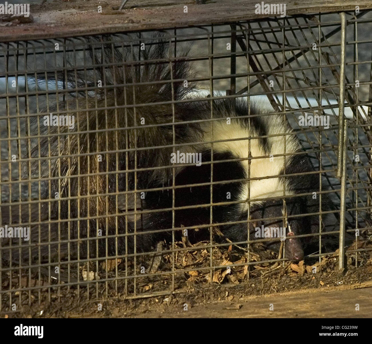 Larry Manger , also known as "Larry the Trapper" has a job of removing ...