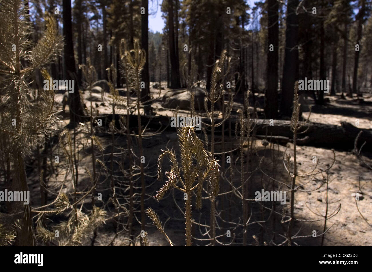 Small pine trees caught in the early stages of the Angora fire's path ...