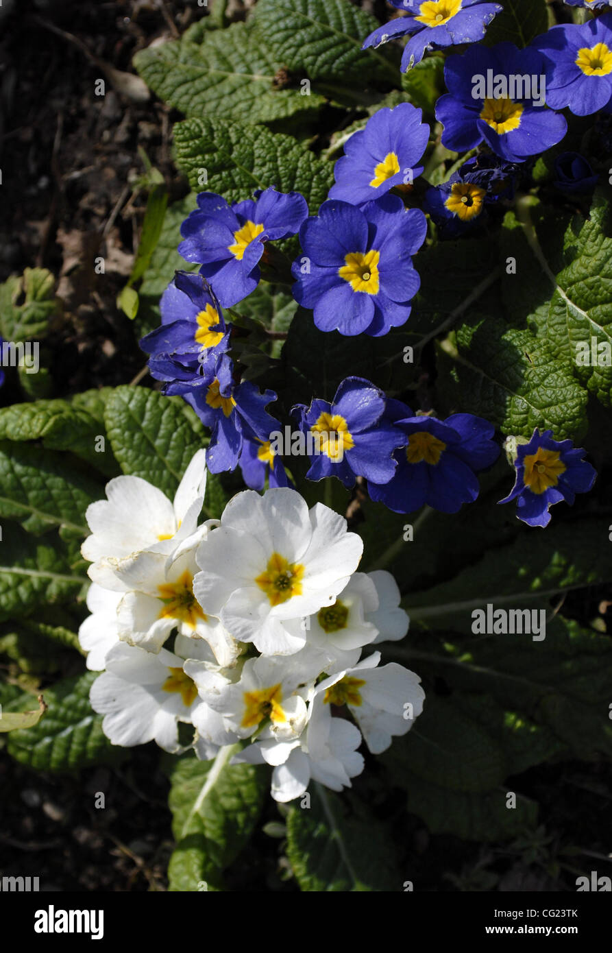 Phyllis and Bill Rogers have primroses growing in their front garden in ...