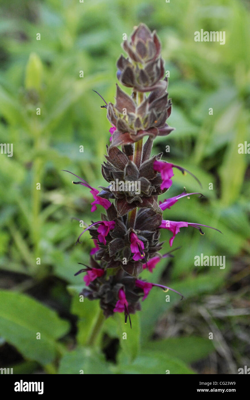 Salvia grows from the California Native Plants section of the UCD ...