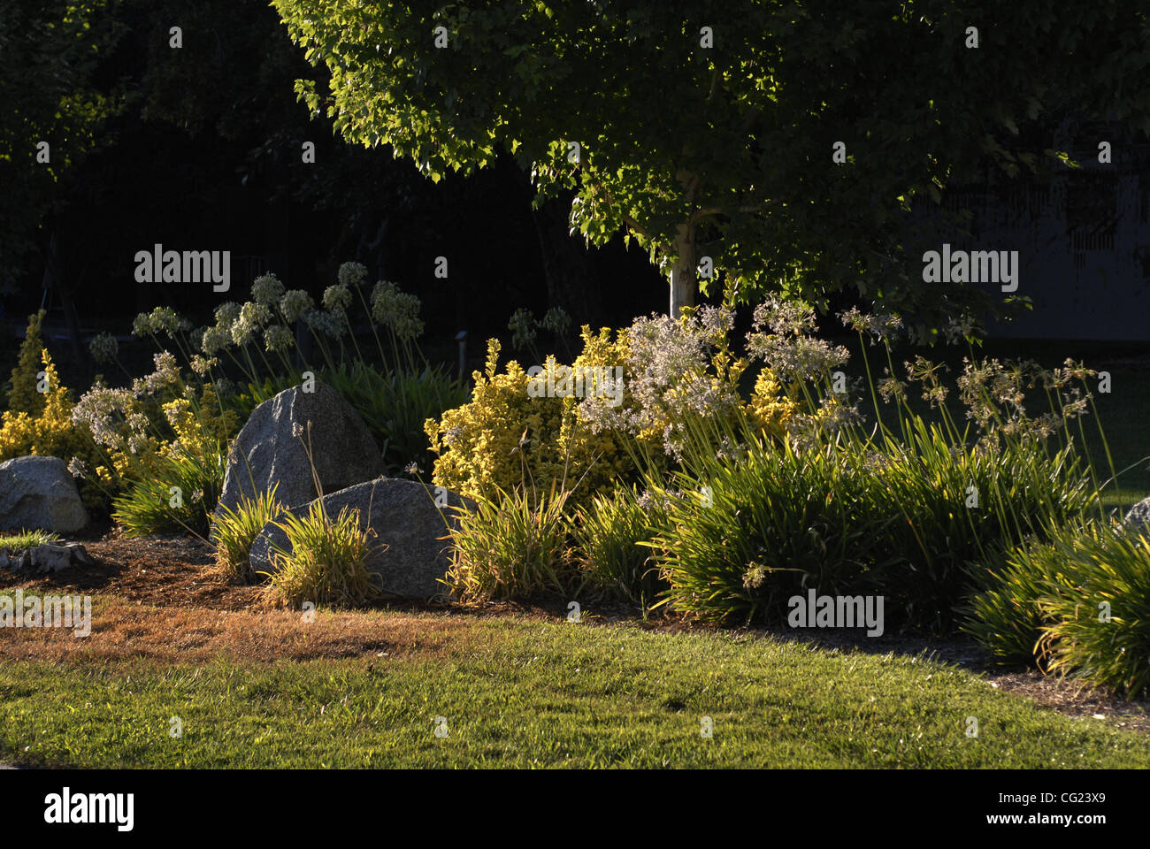 Agapanthus greets visitors between the parking lot and the SMUD ...