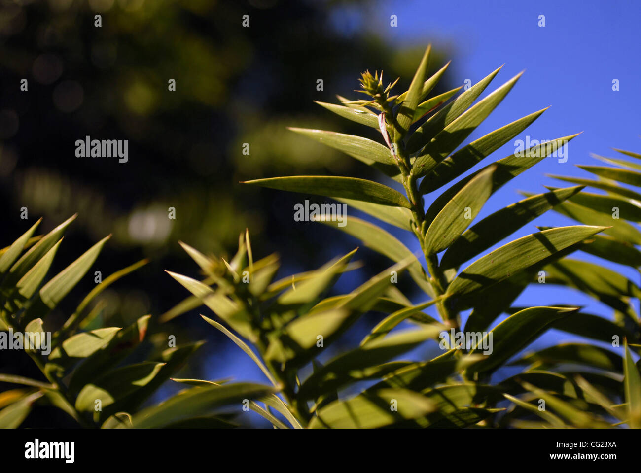 A bunya-bunya tree incorporated into the landscape on the SMUD grounds ...