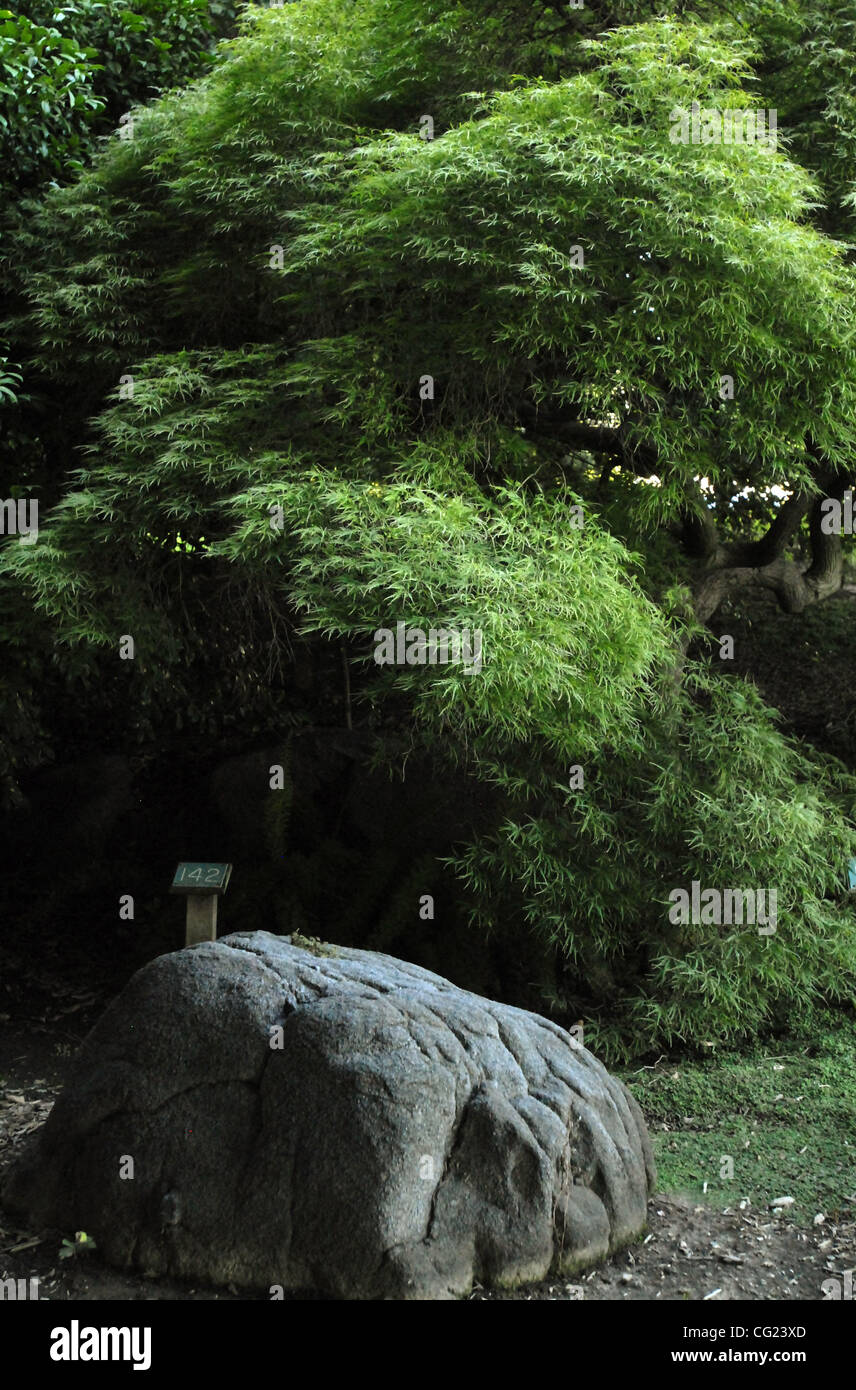 A Japanese maple provides shade underneath a rock that makes for an ...
