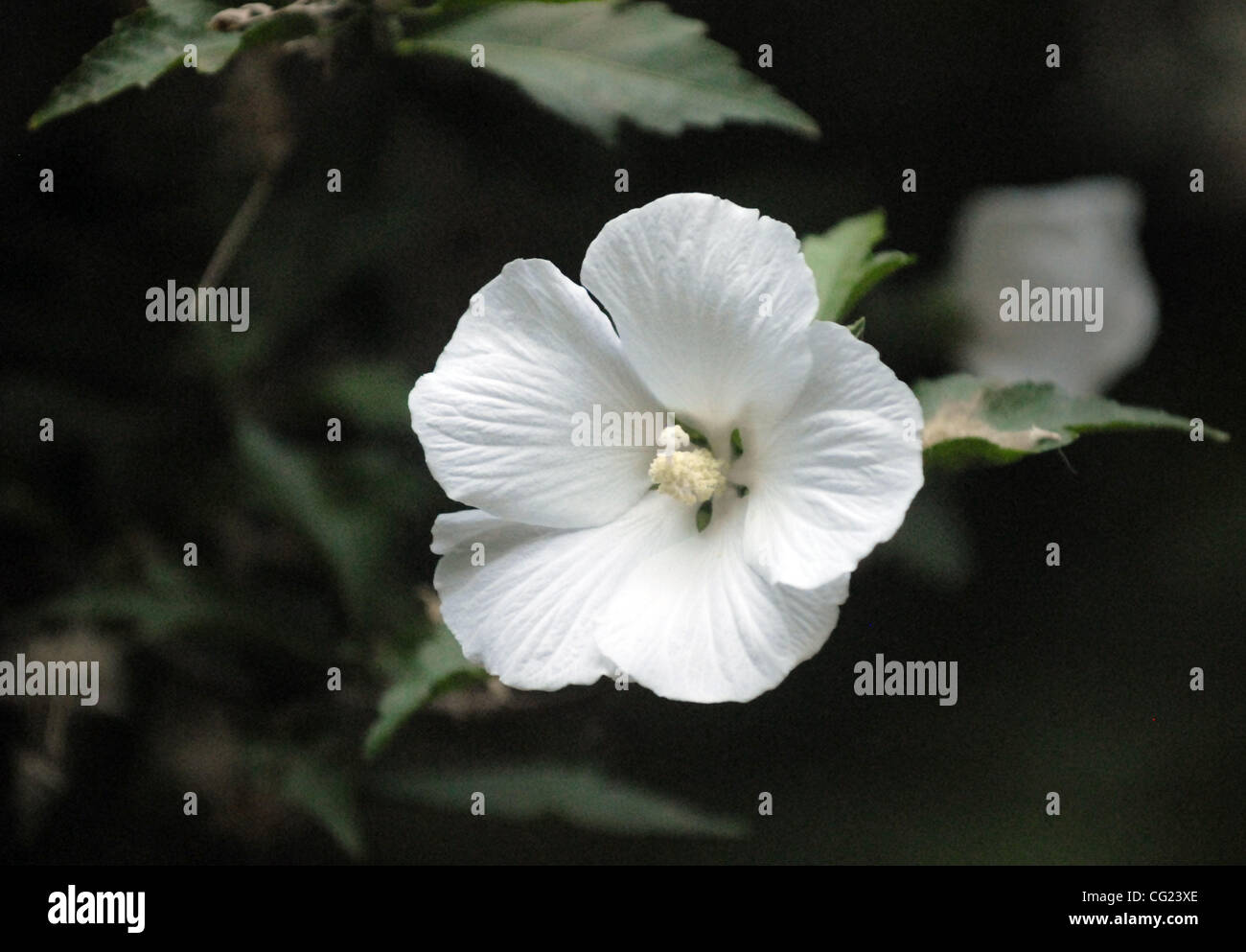 A mock orange is incorporated into the landscape of the SMUD grounds in ...