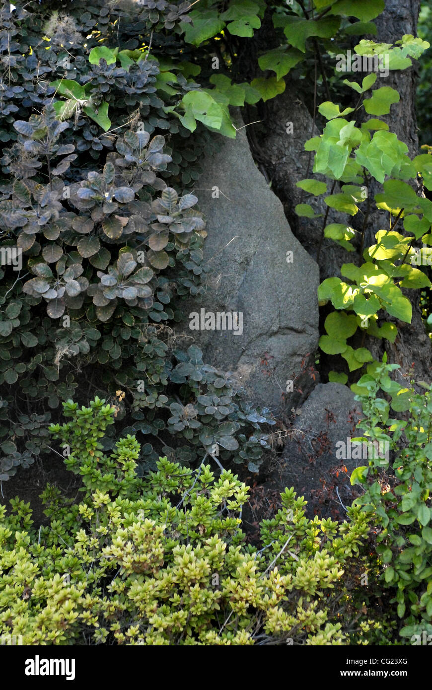 A purple smoke tree and eastern redbud are incorporated into the ...