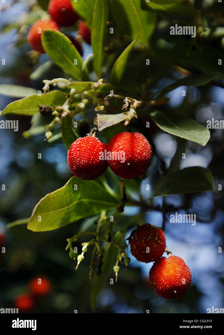 Arbutus unedo (strawberry tree) grows at the WPA Rock Garden in the ...