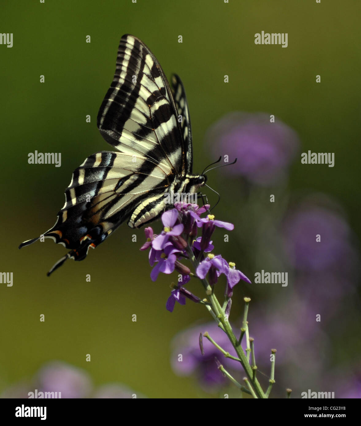 A swallowtail butterfly visits wallflowers in Mike DeBord's garden ...