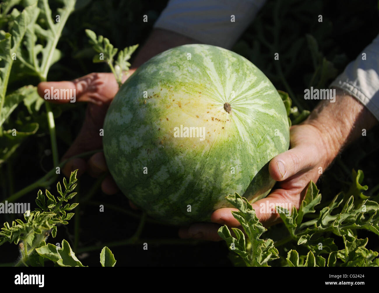 With certain varieties, a yellow spot on the skin is a sign of a tasty ...