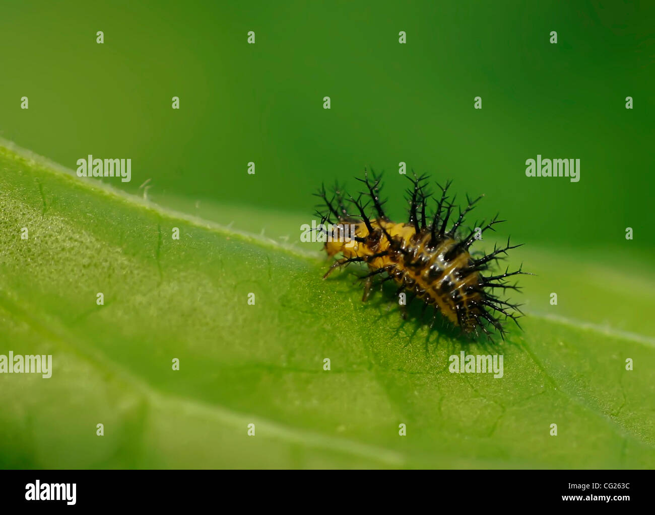 July 31, 2011 - Bintan, Sumatra, Indonesia - A larva from Lady bug ...