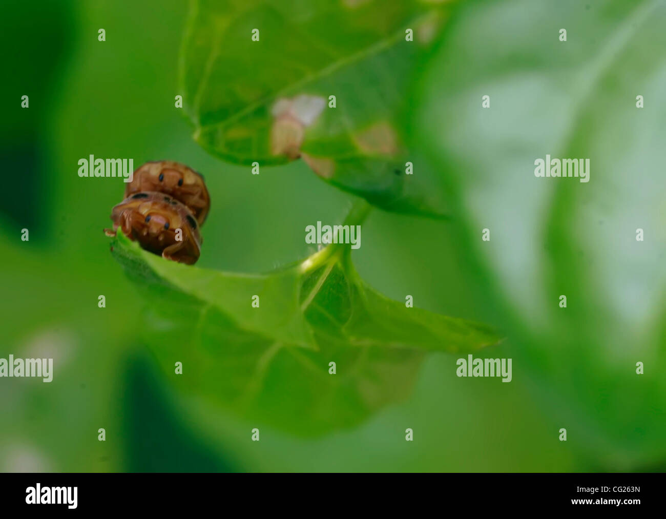 July 31, 2011 - Bintan, Sumatra, Indonesia - Lady bug (Coccinella ...