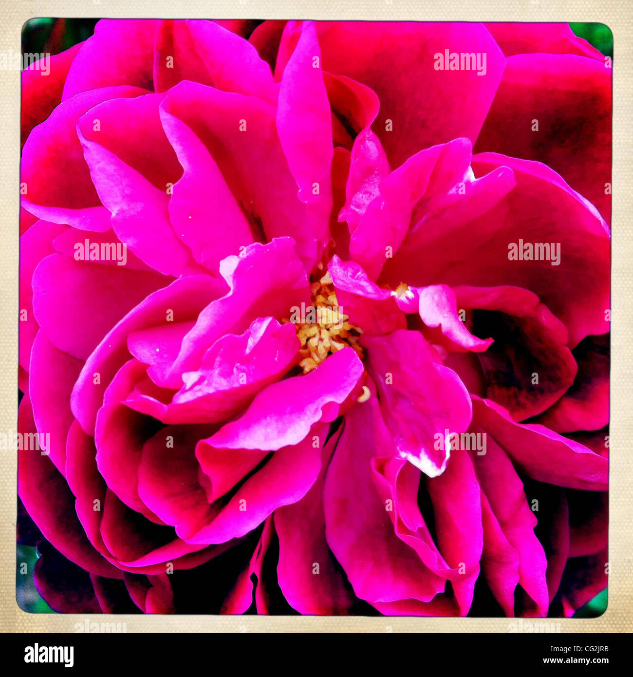 Sept. 25, 2011 - Colchester, England, United Kingdom - Traditional ...