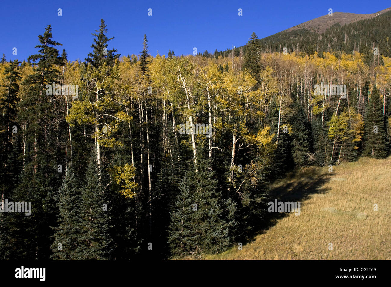 Oct. 20, 2011 - Flagstaff, Arizona, U.S - Fall colors are in full bloom ...