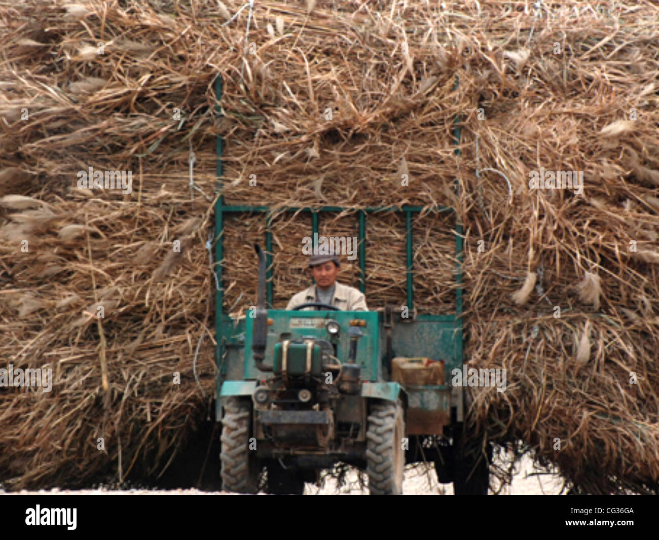 Reed Gathering During the reed harvest season, the farmers in Dashan ...