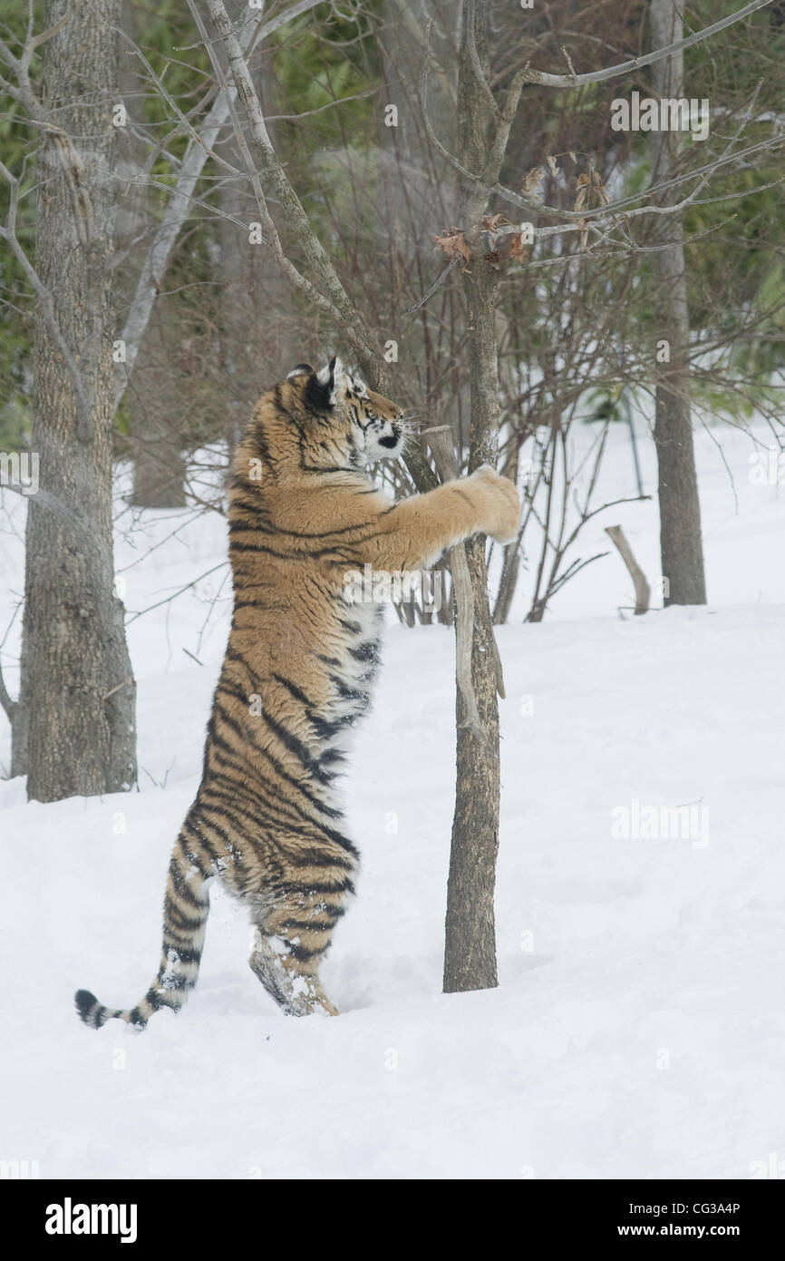 Amur tiger cub snow hi-res stock photography and images - Alamy