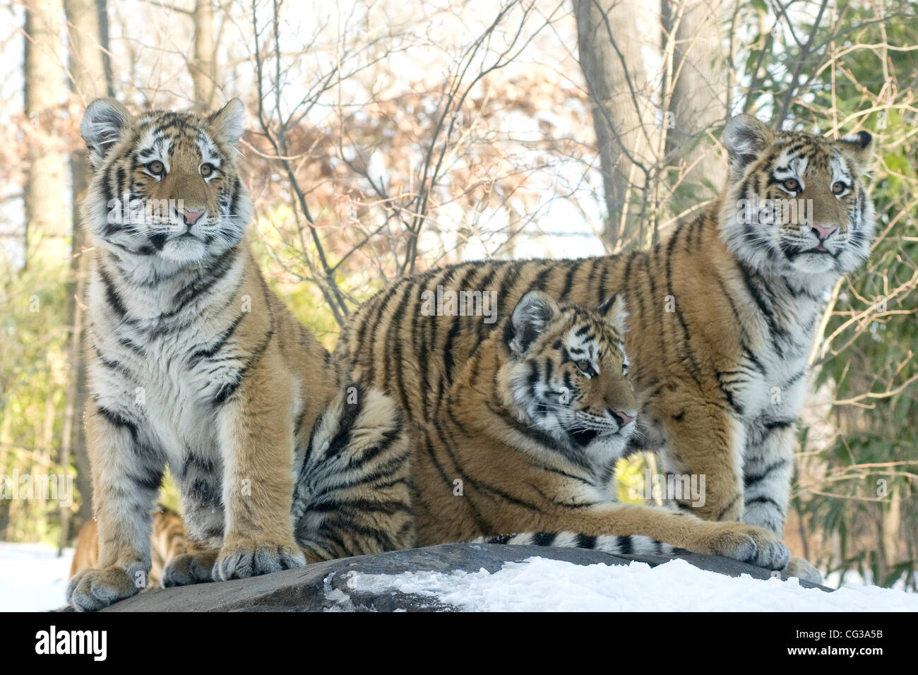 First snow for the Amur Tiger Cubs at the Bronx Zoo. New York City, USA ...