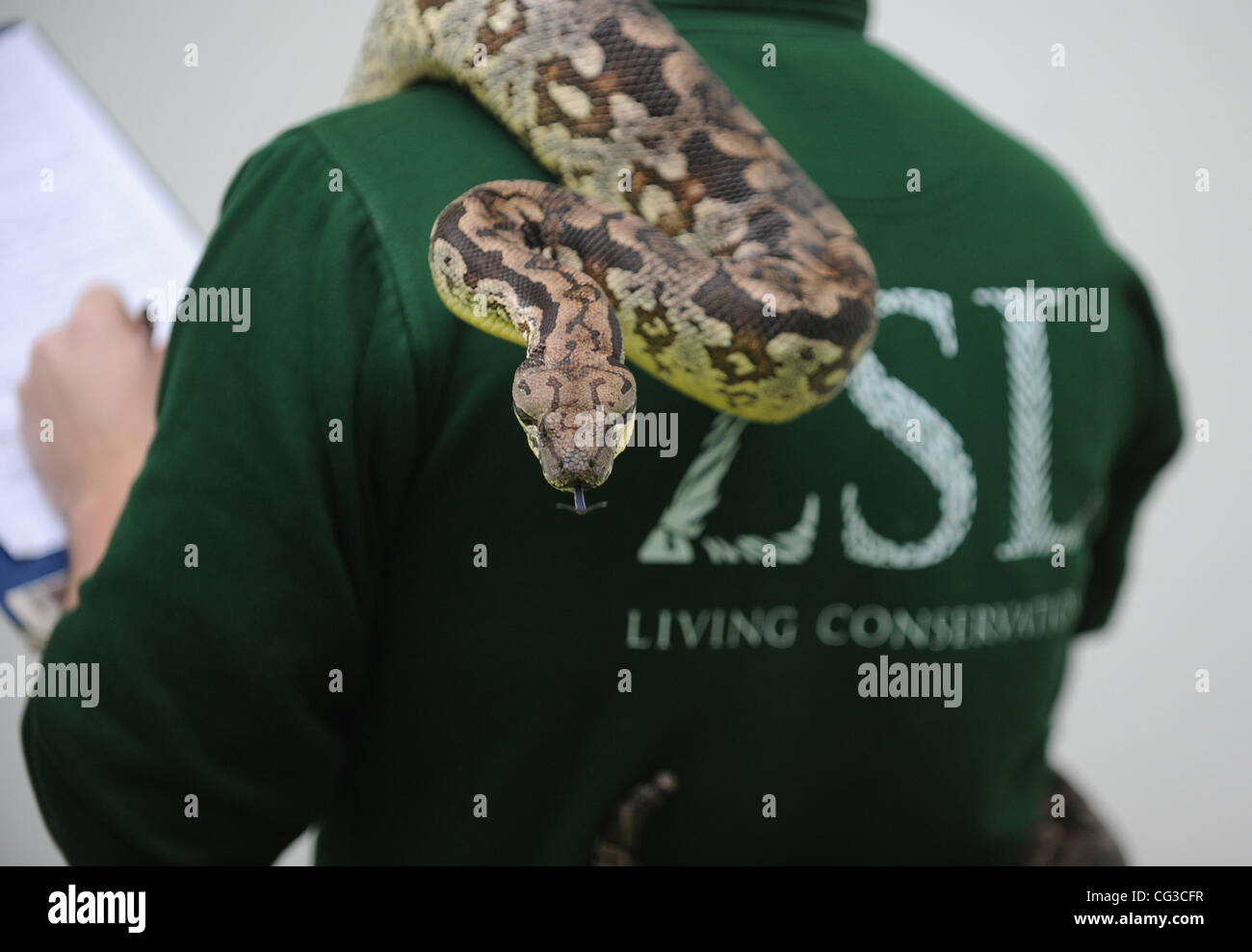 A Dumerils Boa snake during the London Zoo annual stock take, where ...