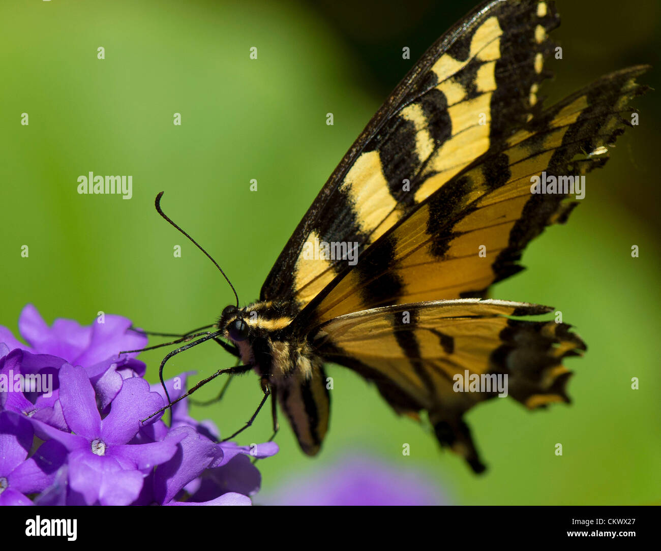 Aug. 23, 2012 - Roseburg, Oregon, U.S - A swallowtail butterfly uses ...