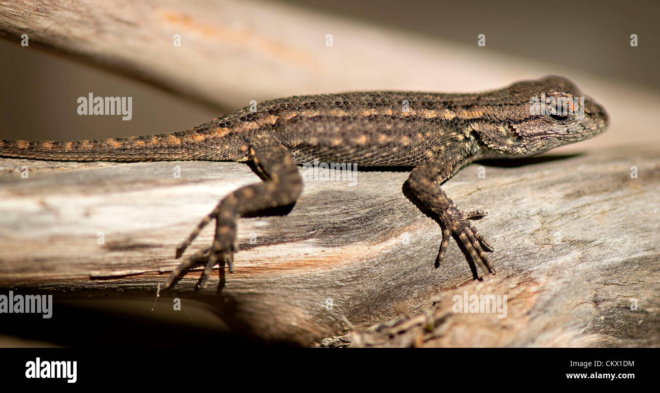 Western fence lizards hi-res stock photography and images - Alamy