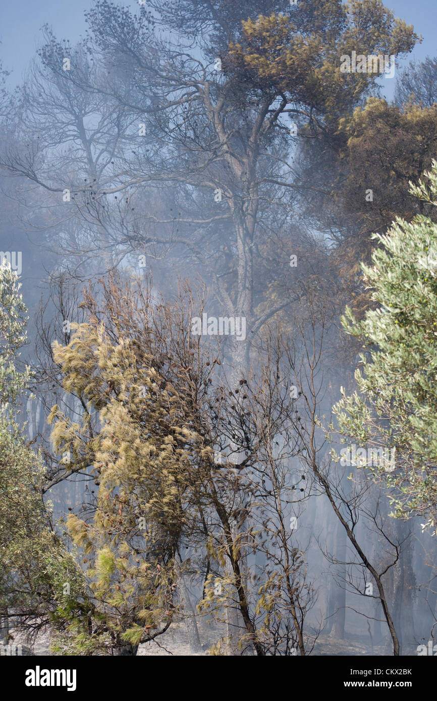 Smoke coming out of burnt trees Stock Photo - Alamy