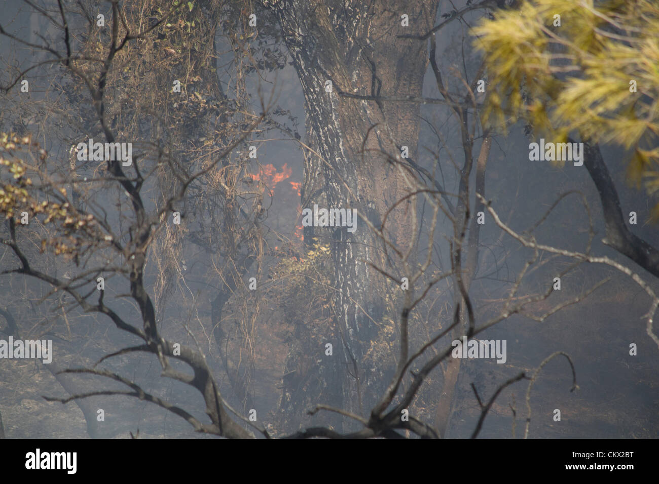 Trees on fire Stock Photo - Alamy