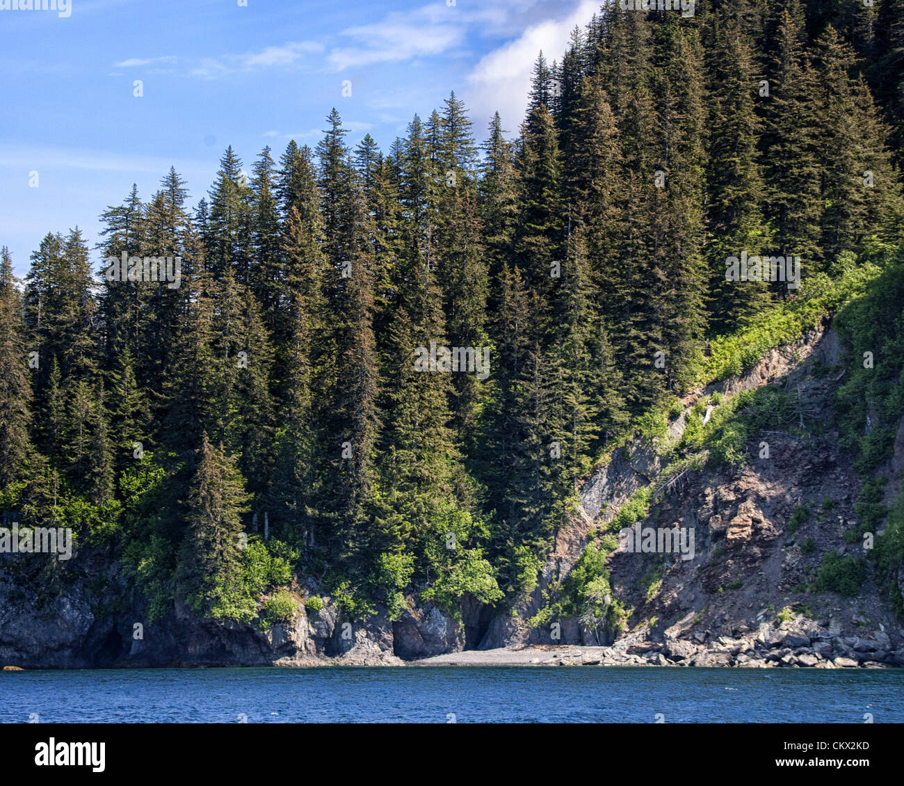 July 1, 2012 - Alaska, US - Spruce trees, a coniferous evergreen that ...