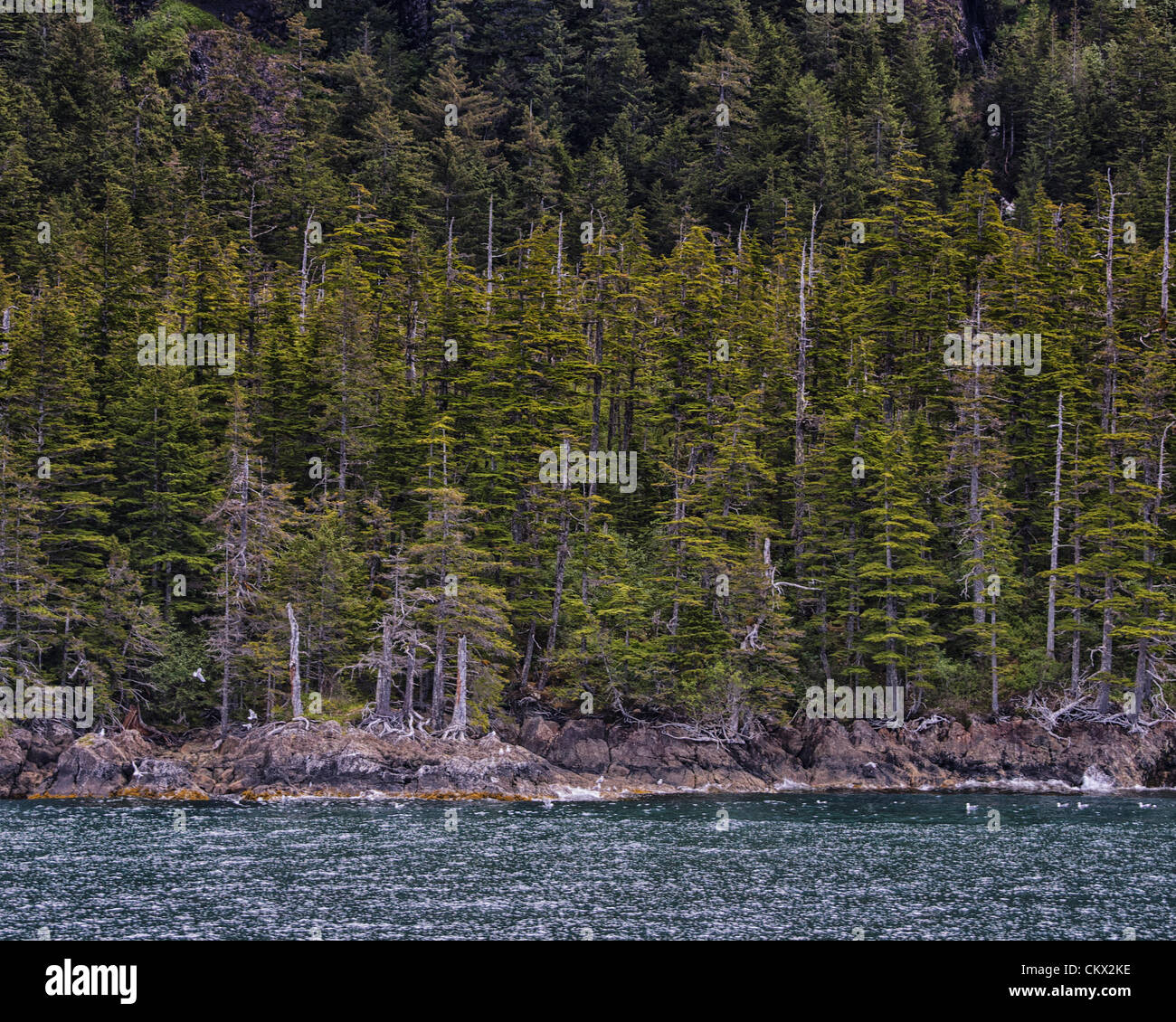 July 1, 2012 - Alaska, US - Spruce trees, a coniferous evergreen that ...