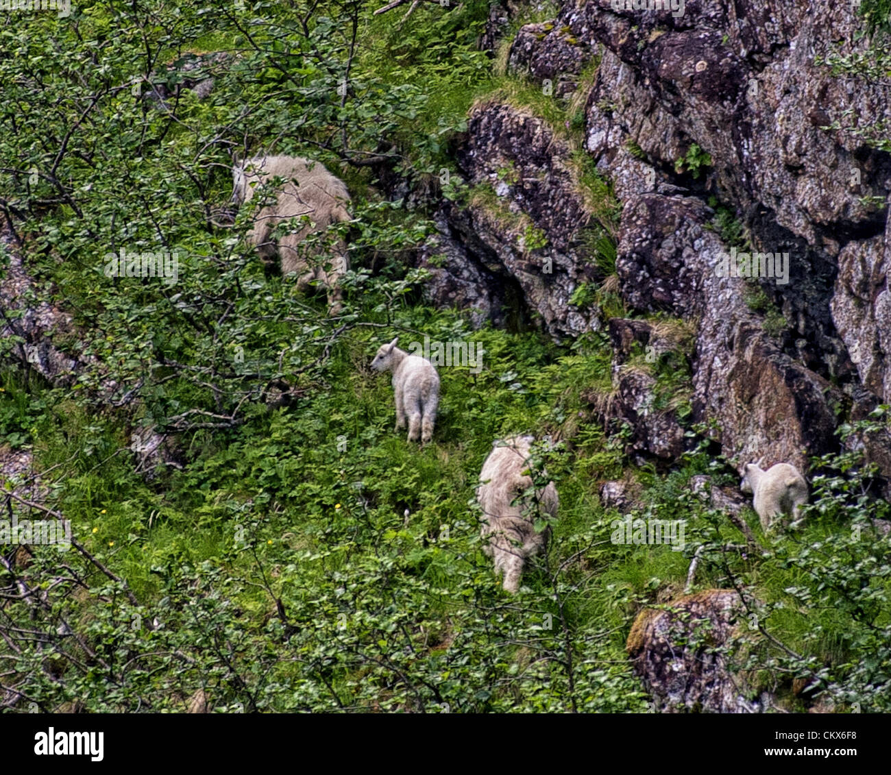 July 1, 2012 - Alaska, US - A family of sure footed Mountain Goats ...