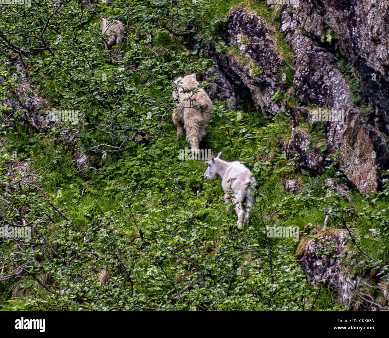 July 1, 2012 - Alaska, US - Two sure footed Mountain Goats [Oreamnos ...