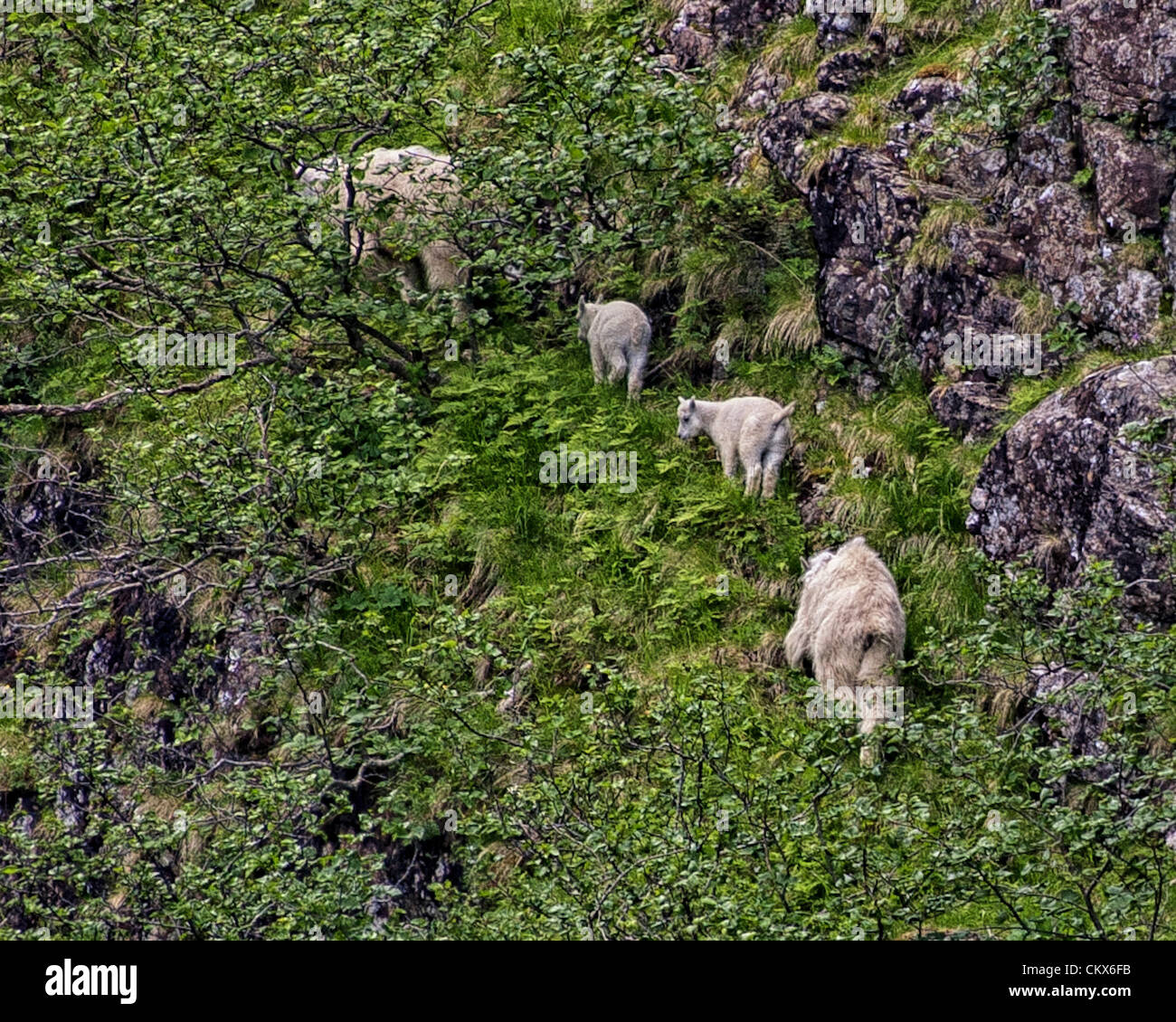 July 1, 2012 - Alaska, US - A family of sure footed Mountain Goats ...