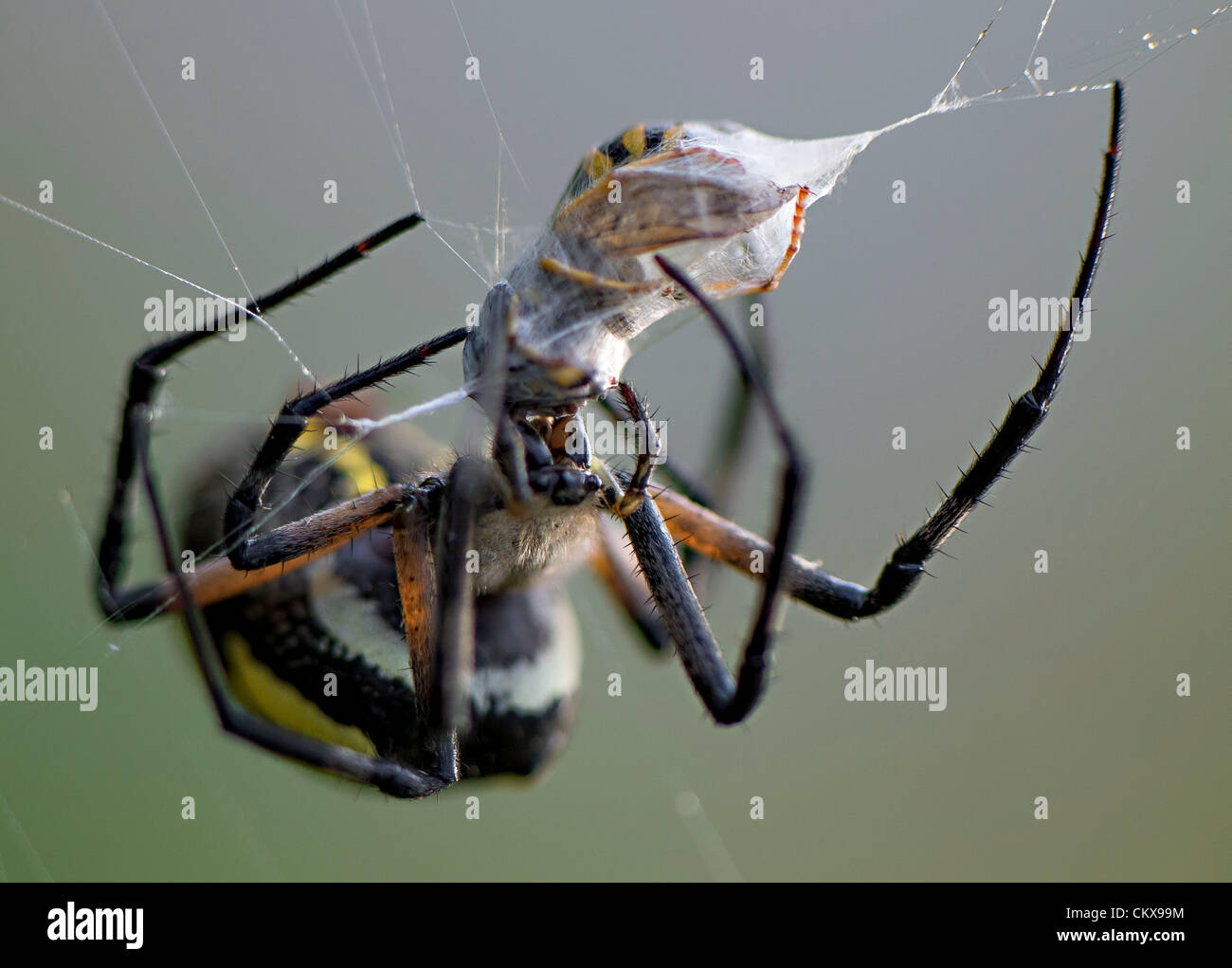Aug. 26, 2012 - Roseburg, Oregon, U.S - A large female black and yellow ...